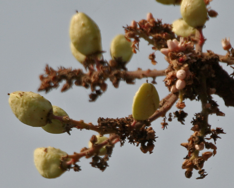 eduinfo: Boswellia Serrata(indian olibanum tree)