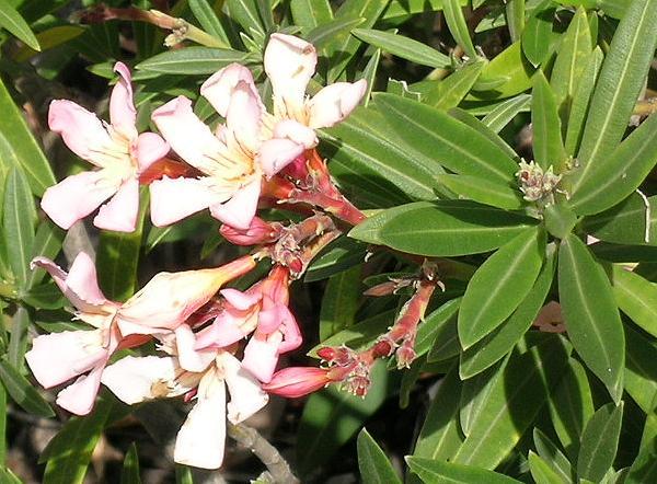 eduinfo: Nerium Indicum(Indian Oleander)
