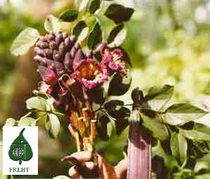 eduinfo: Oroxylum indicum(Indian Trumpet Tree)