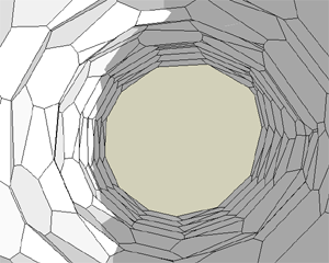 Genetichouse: Voronoi-like shapes in nature