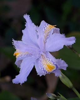 sayuri: significado de sayuri