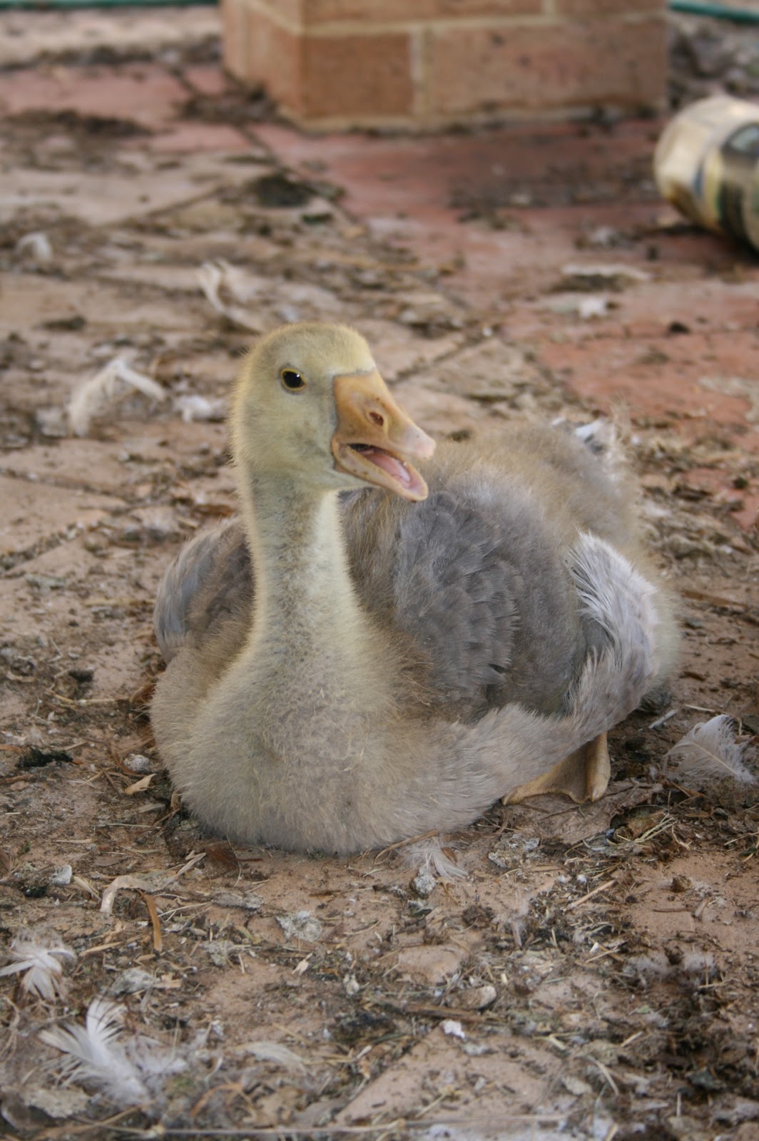 Raising Chooks and Ducks.: Gosling 5 weeks old!