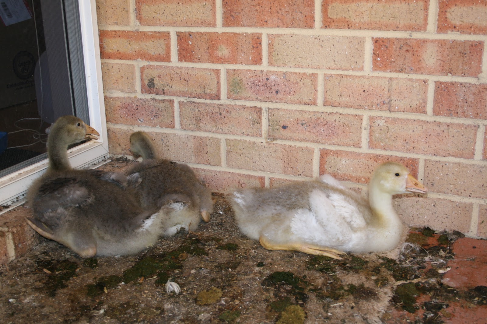 Raising Chooks and Ducks.: Gosling 5 weeks old!