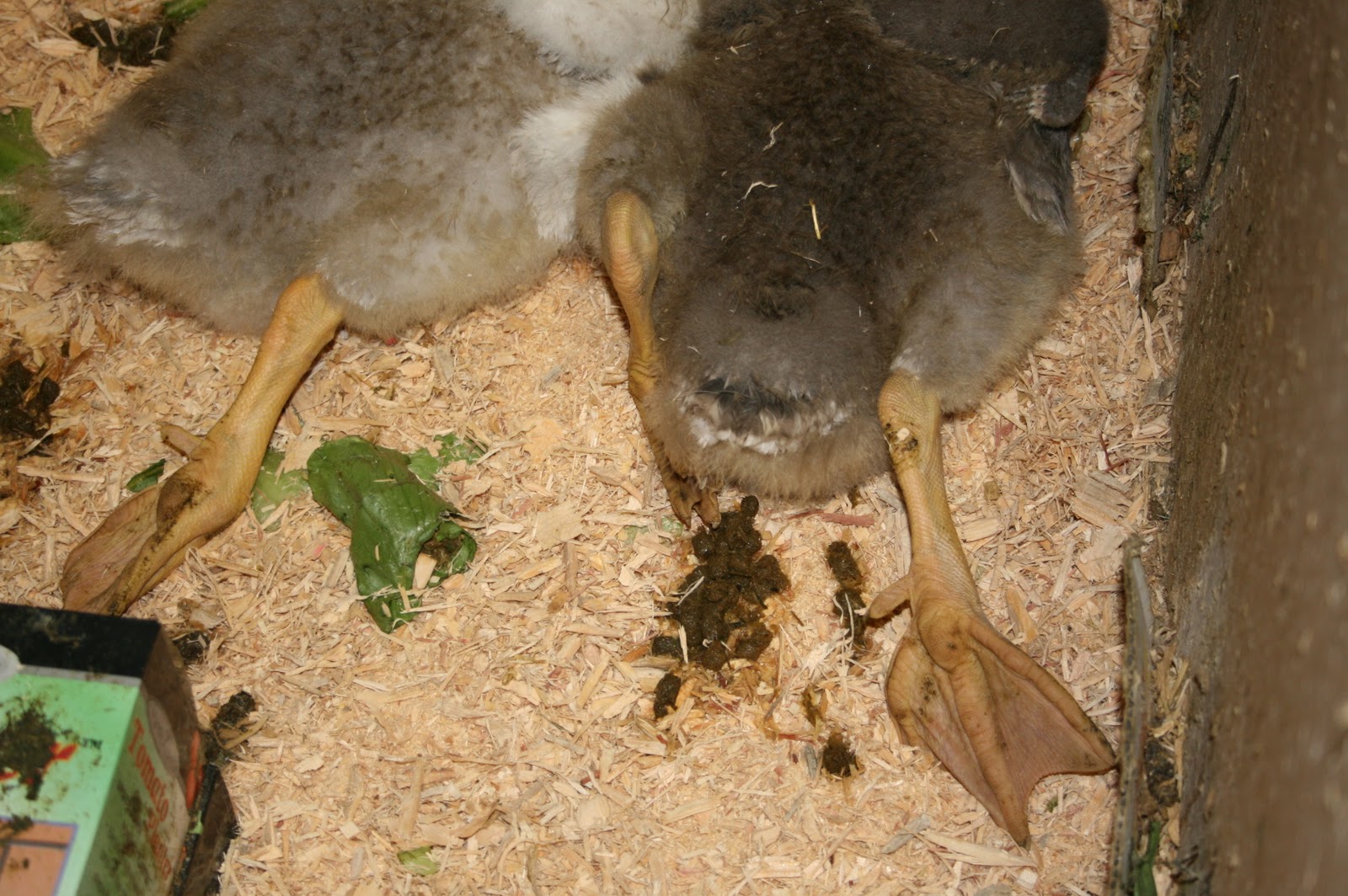 Raising Chooks and Ducks.: Gosling 5 weeks old!