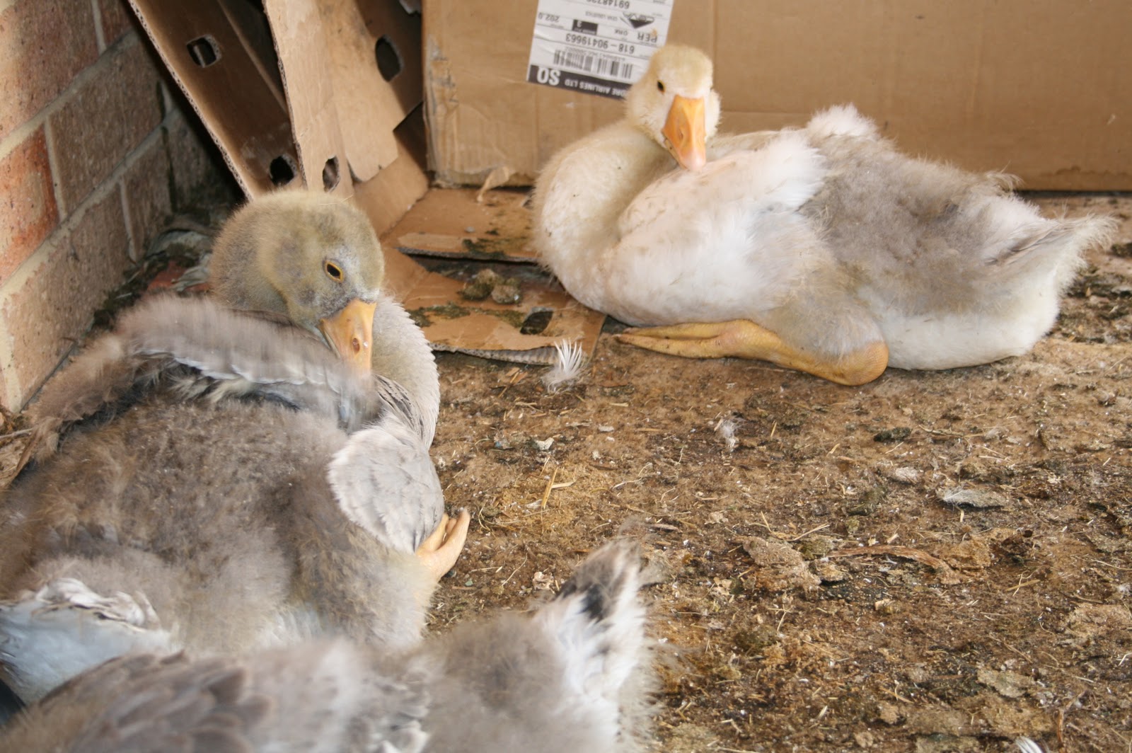 Raising Chooks and Ducks.: Goslings - 6 weeks old