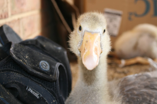 Raising Chooks and Ducks.: Goslings - 6 weeks old