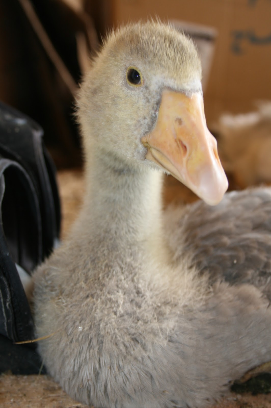 Raising Chooks and Ducks.: Goslings - 6 weeks old