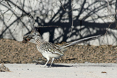 Tortoise Trail: Backyard Birds: Greater Roadrunner
