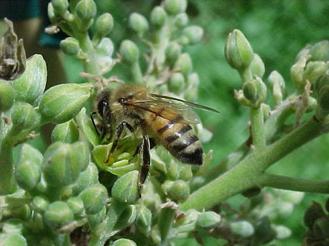 Glenn Apiaries Blog: Avocado Pollination by Honeybees