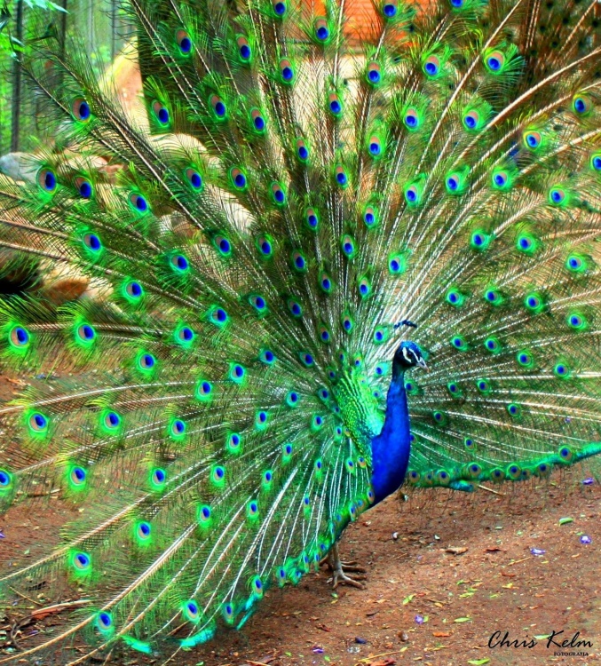 animais pouco comuns: pavão