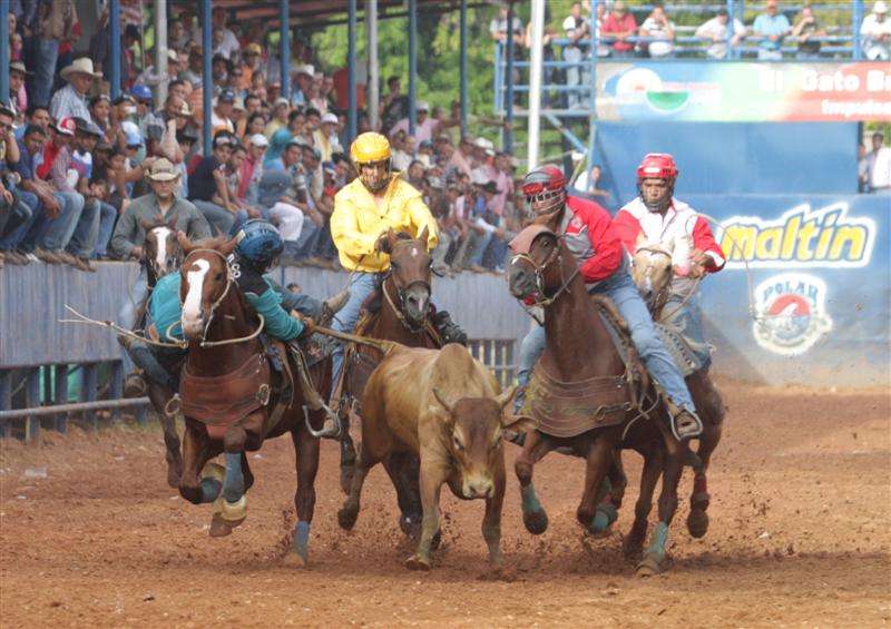 100% Toros Coleados: