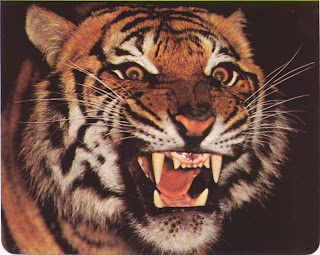 TIGRE: TIGRE