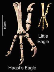 SAVE OUR EARTH: - Hewan-hewan yang telah punah d'dunia-