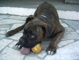 QUERO ADOPTAR: BOXER TIGRADO