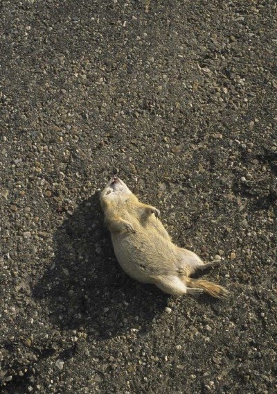 Small dead animal - Dawg's Blawg (Blog)