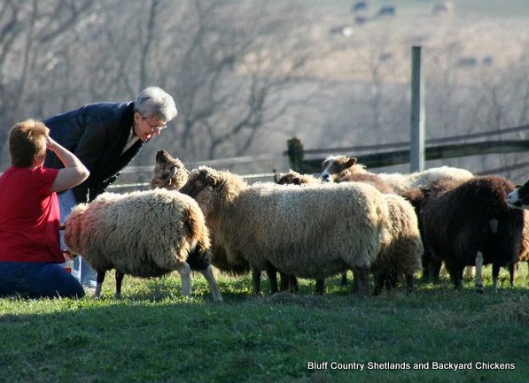 A Shepherd's Voice: Hug A Sheep Day ~ two days later!