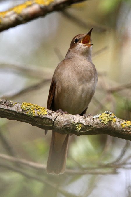 CAMBRIDGESHIRE BIRD CLUB GALLERY: Nightingale