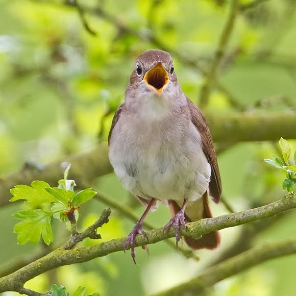 CAMBRIDGESHIRE BIRD CLUB GALLERY: Nightingale