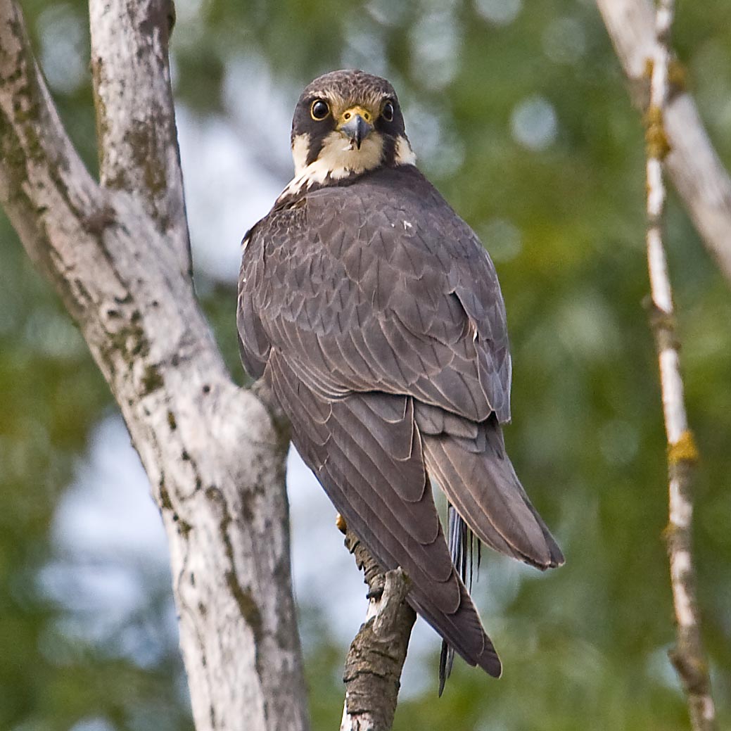 CAMBRIDGESHIRE BIRD CLUB GALLERY: Hobby