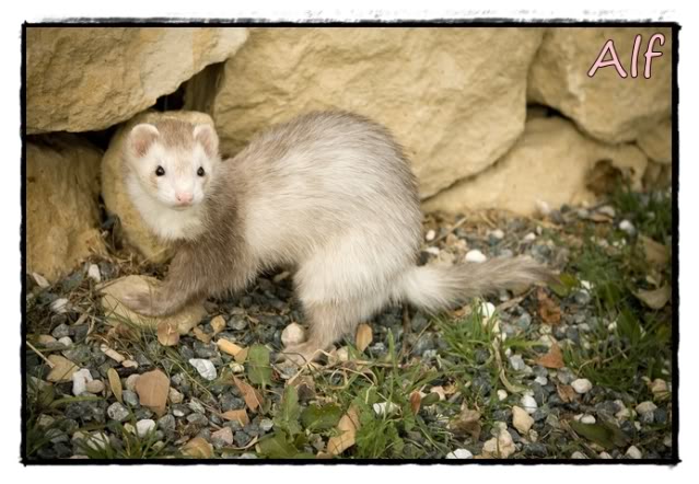 tipos de hurones y cuidados: CHOCOLATE O CANELA
