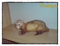 tipos de hurones y cuidados: CHOCOLATE O CANELA