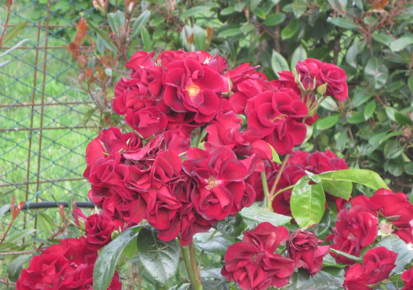 Il giardino sul lago: Rosa Noir Désir