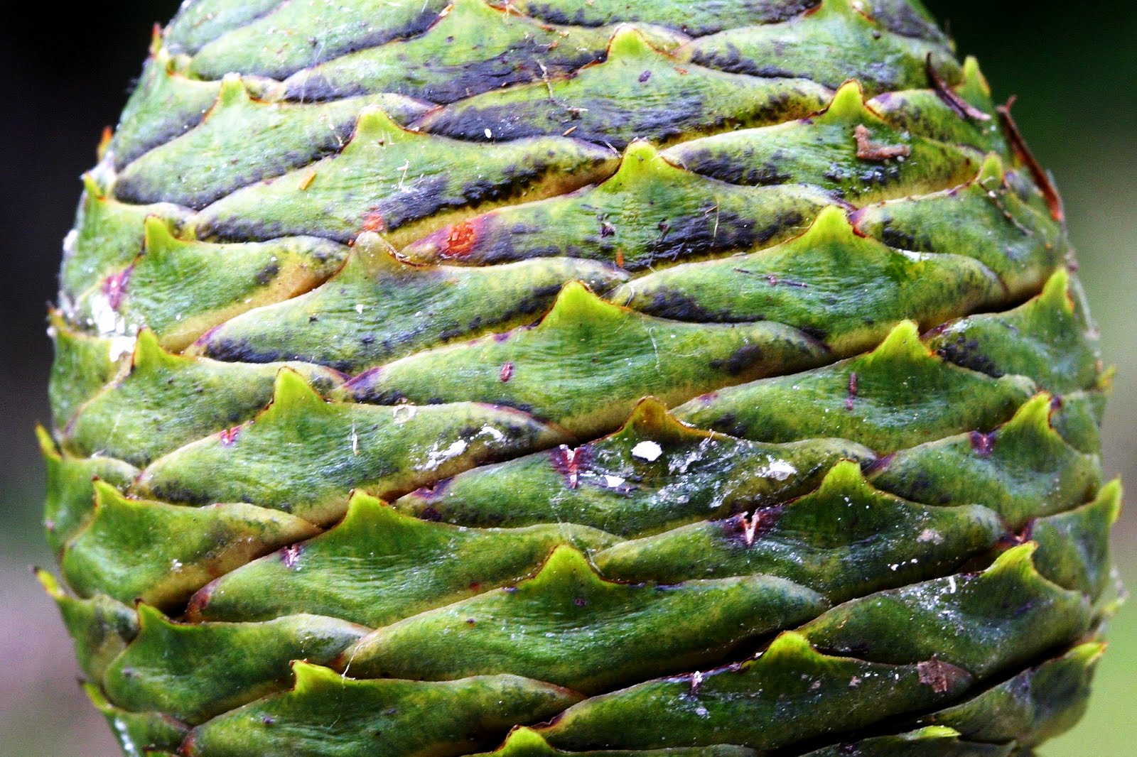 Kauri Agathis australis female cone | Bushmansfriend