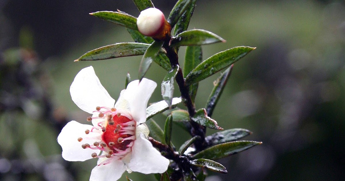 Bushmansfriend : Leptospermum scoparium manuka flowers