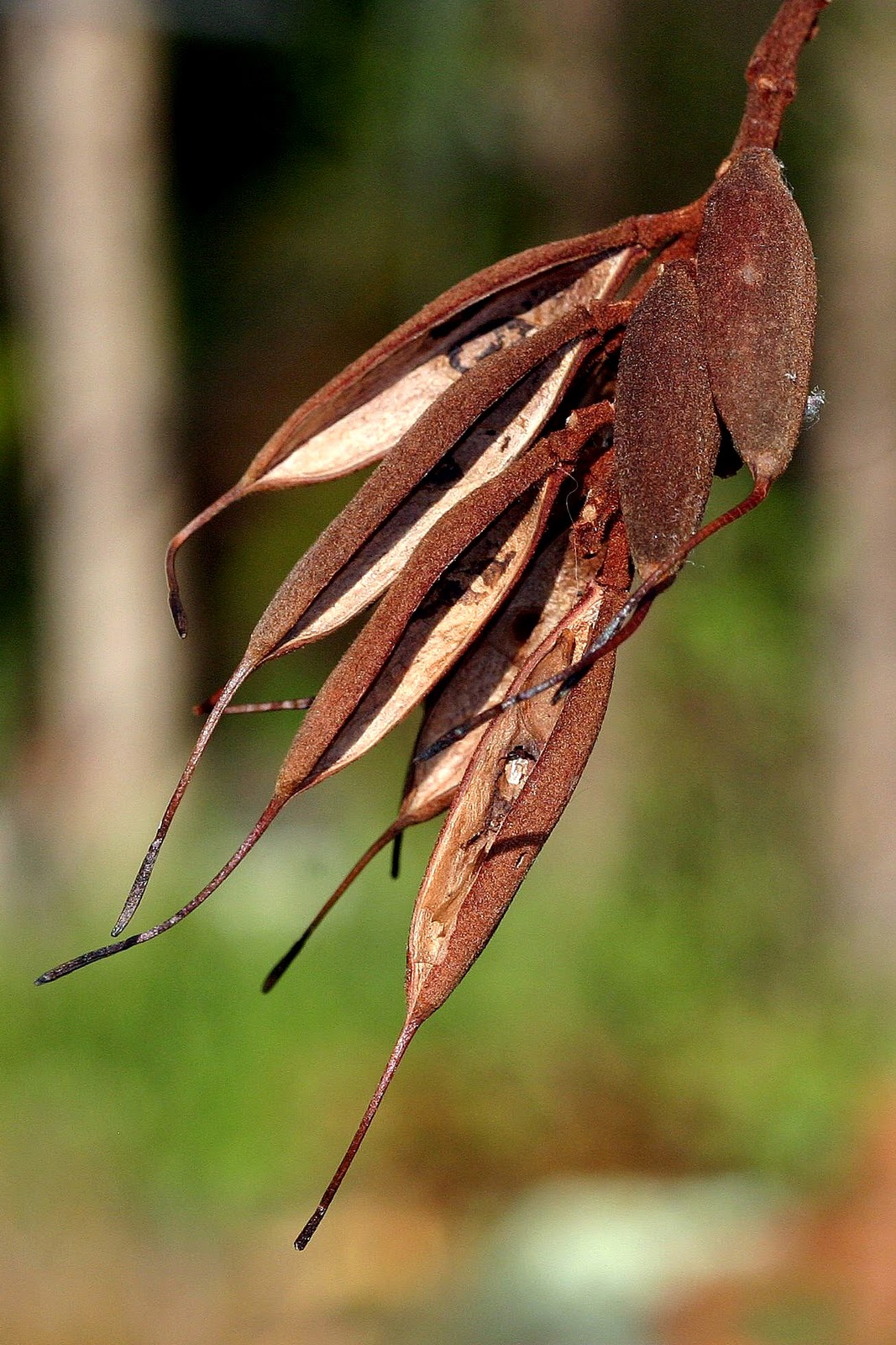 Follicle Fruit Examples