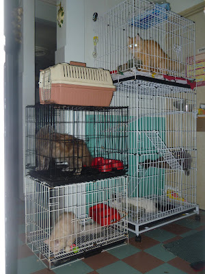Kucing Utara: Cat Boarding