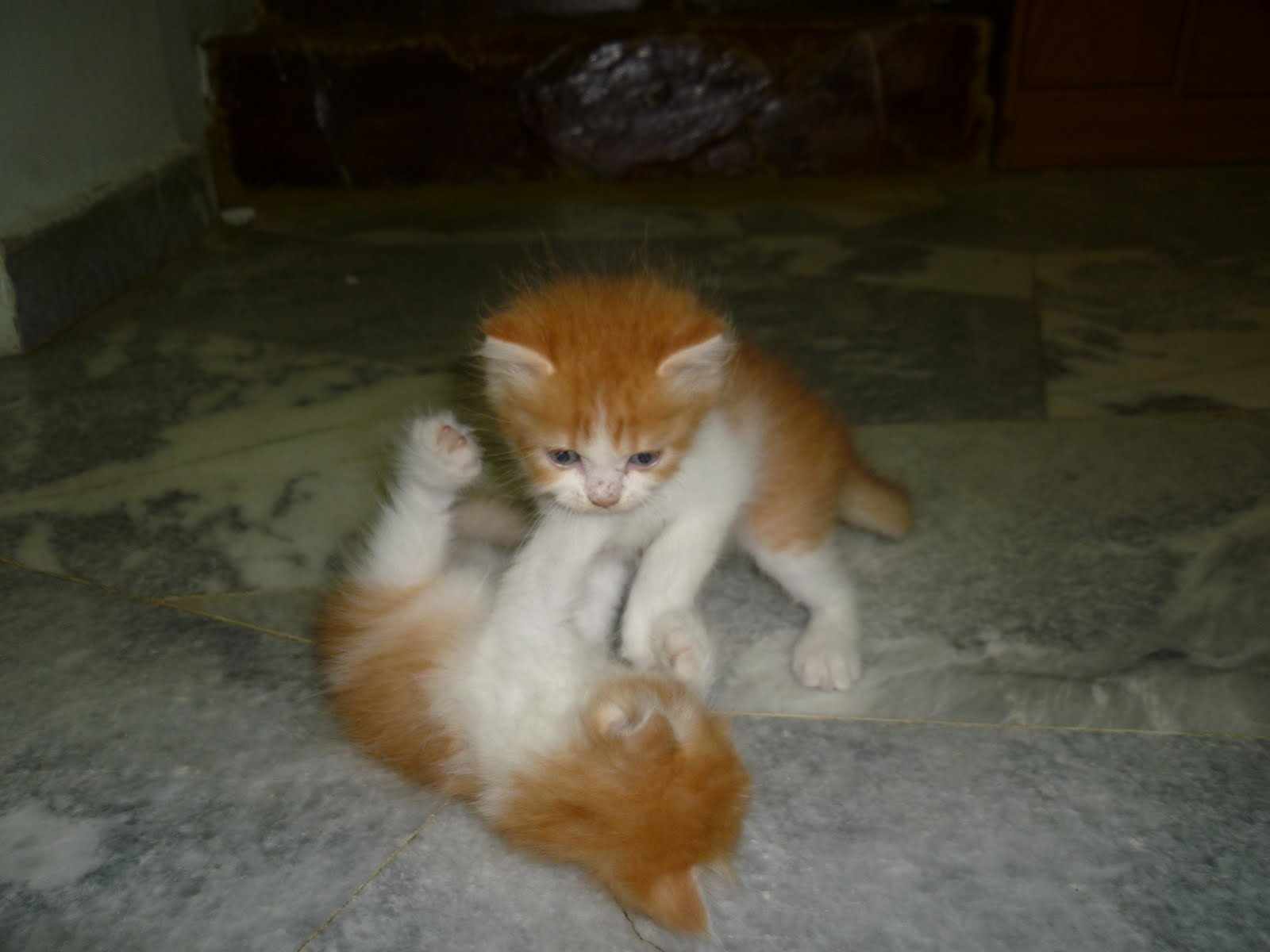 Kucing Utara: Pentingnya Anak kucing bermain