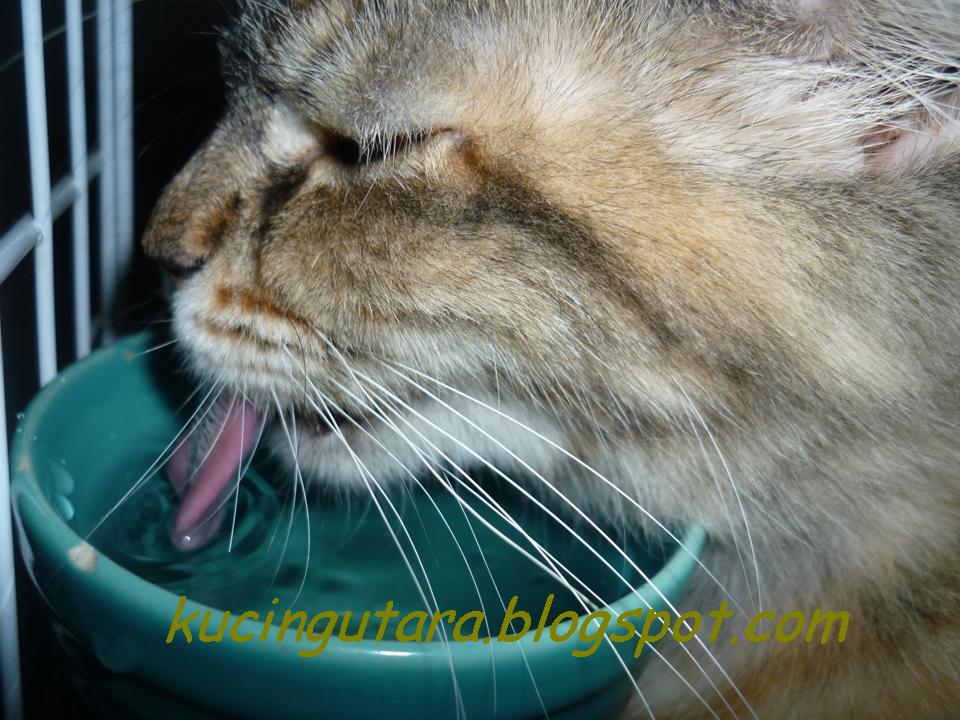 Kucing Utara: Bagaimana Kucing minum air