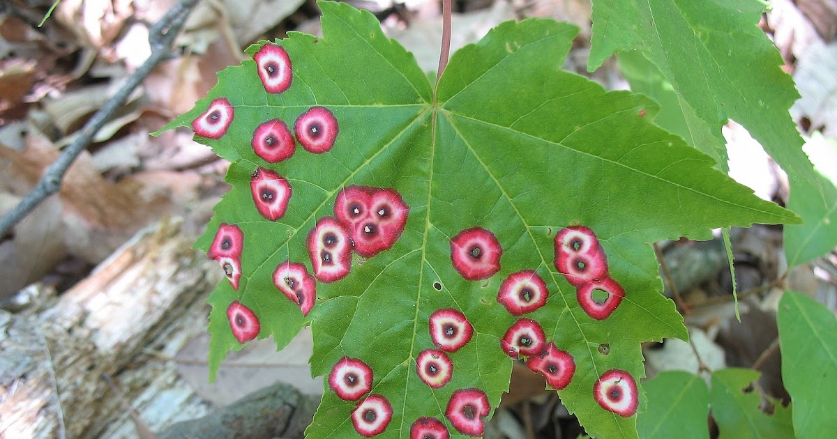 The Ohio Nature Blog: Maple Eyespot Gall