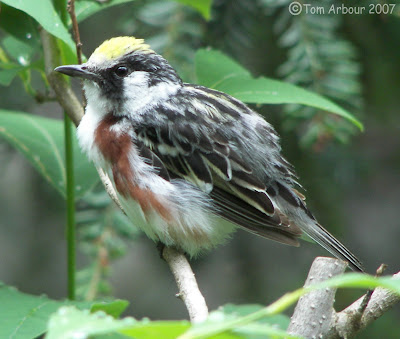 The Ohio Nature Blog: Ohio Birds