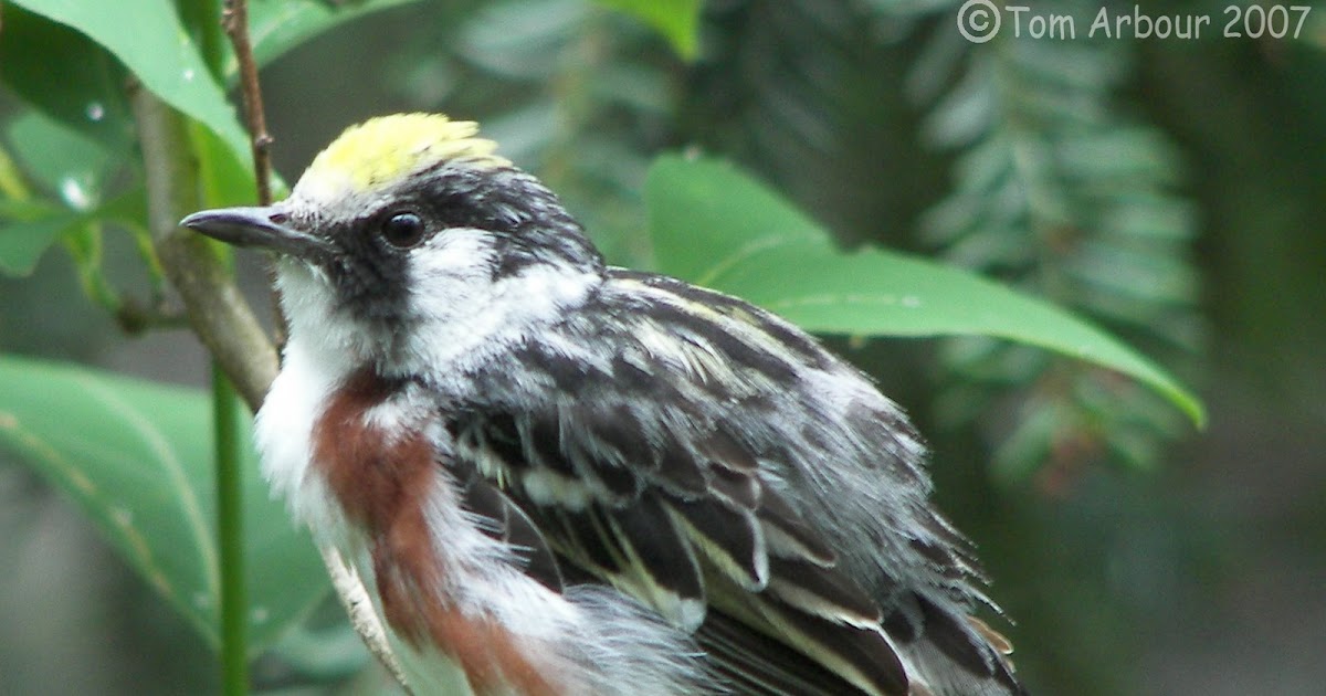 The Ohio Nature Blog: Ohio Birds