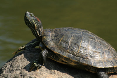 The Ohio Nature Blog: Red Eared Slider, Trachemys scripta elegans