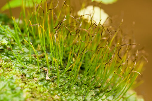 Ohio Flora: Small, Flat, and Featureless- Notothylas orbicularis -An ...