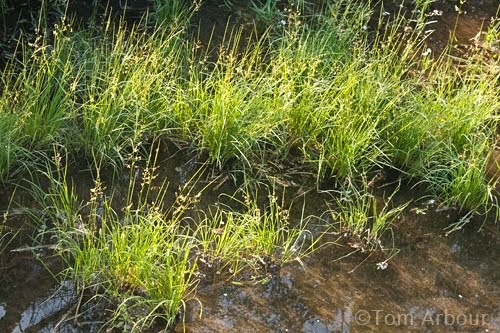 The Ohio Nature Blog: Zizania Aquatica, Wild Rice