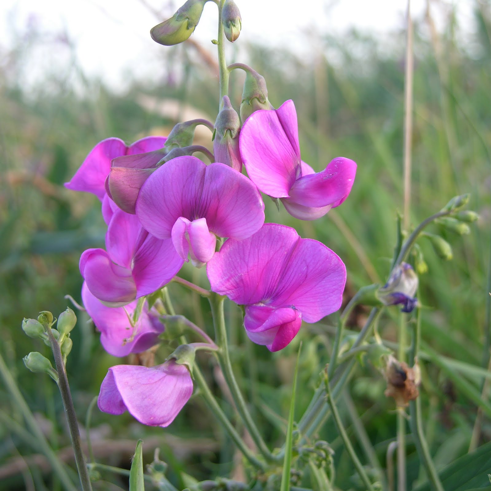 Mooie bloemen voor binnen en buiten: Lathyrus