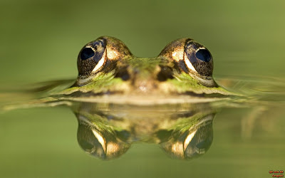 Imagini Desktop Poze Wallpapers: animale in apa