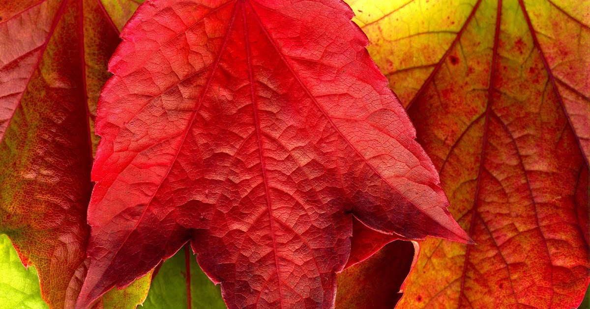 Imagini Desktop Poze Wallpapers: Frunze Toamna