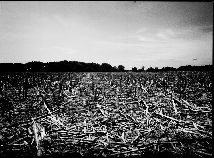 Fovea Photography: Milo