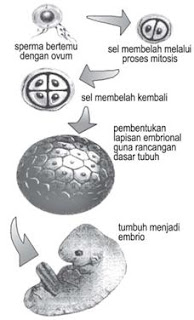 BIOLOGI IS FUN: FERTILISASI, GESTASI, ASI DAN KELAINAN SISTEM REPRODUKSI