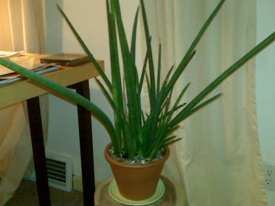 architecte paysagiste: Stick Plant