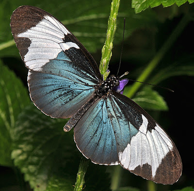 Legend Talks: 12 Rare-Sighted And Appealing Butterfly Species