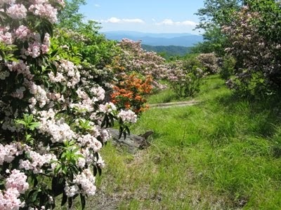 The Smoky Mountain Hiking Blog: June Hike of the Month: Spence Field ...