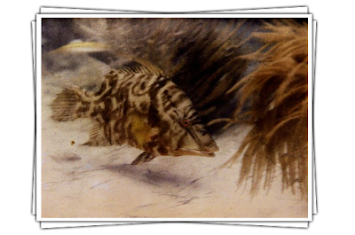 Investigation: 1926 - First Underwater Color Photo