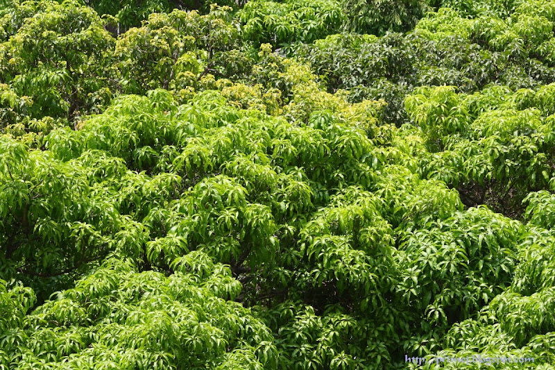 Prime Photos: Mango Trees