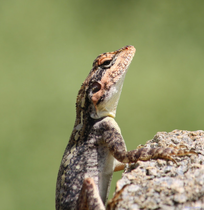 Prime Photos: August 2009