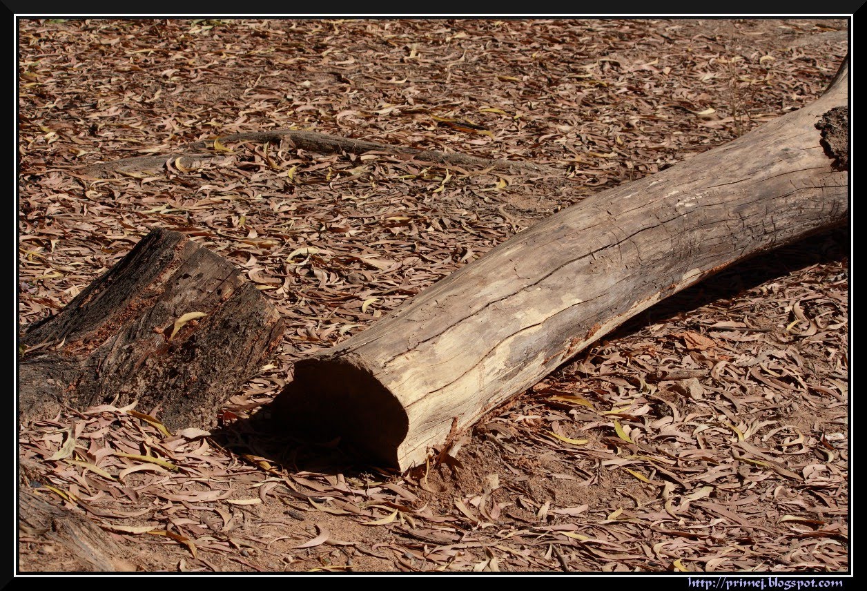 Prime Photos: February 2011